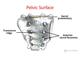 Sacral Promontory Blood Vessels