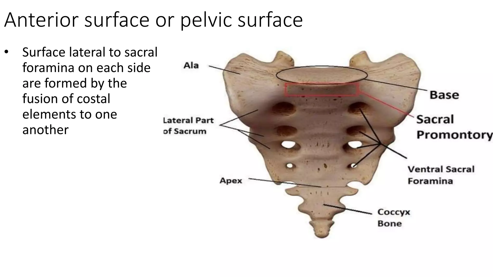 Sacrum | PPTX