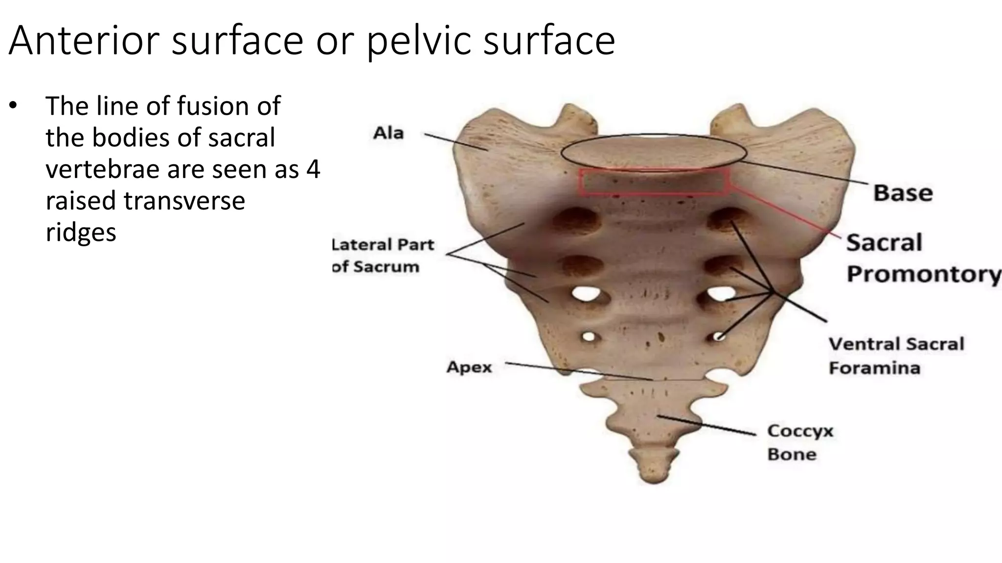 Sacrum | PPTX