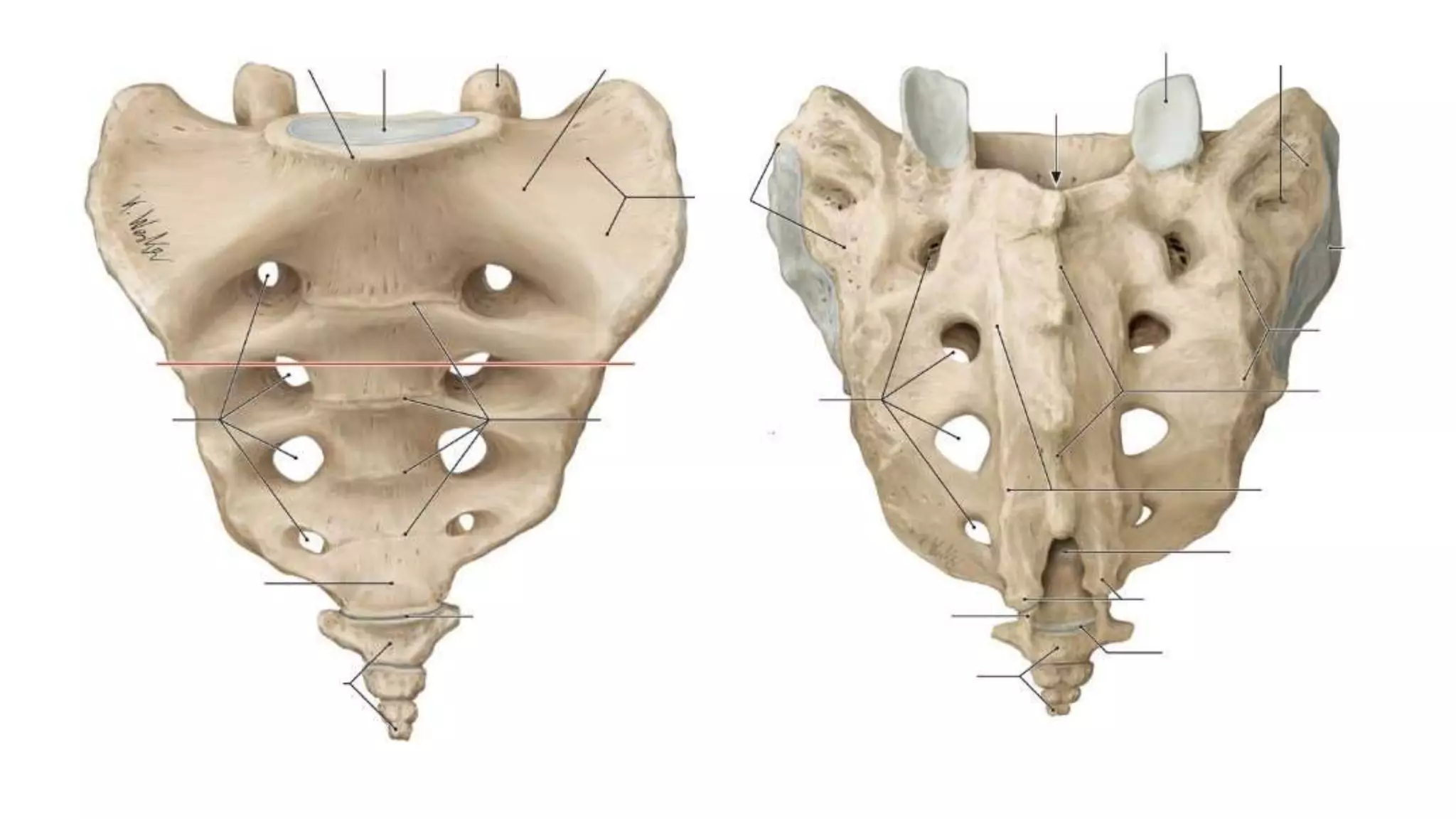 Sacrum | PPTX