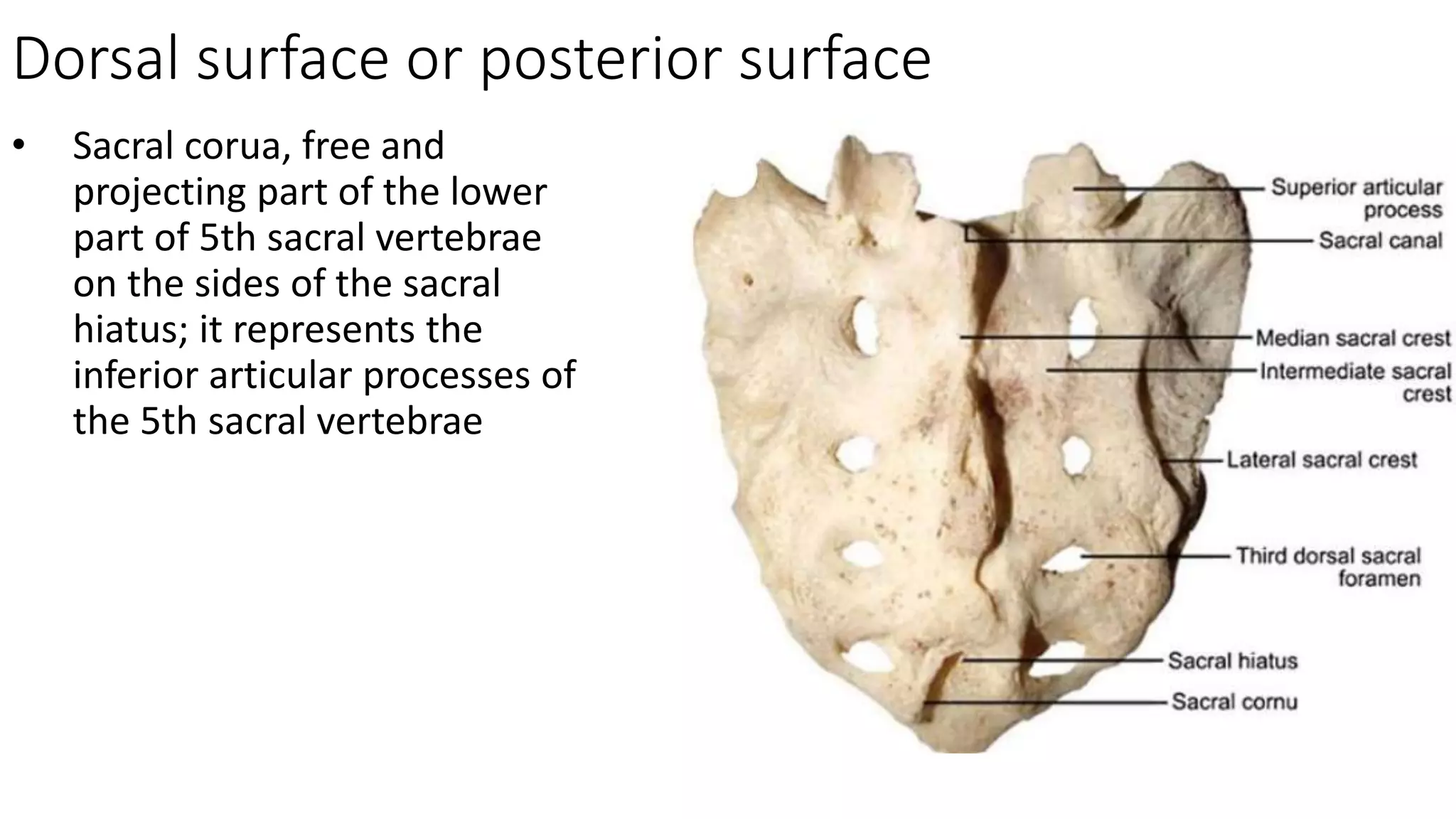 Sacrum | PPTX