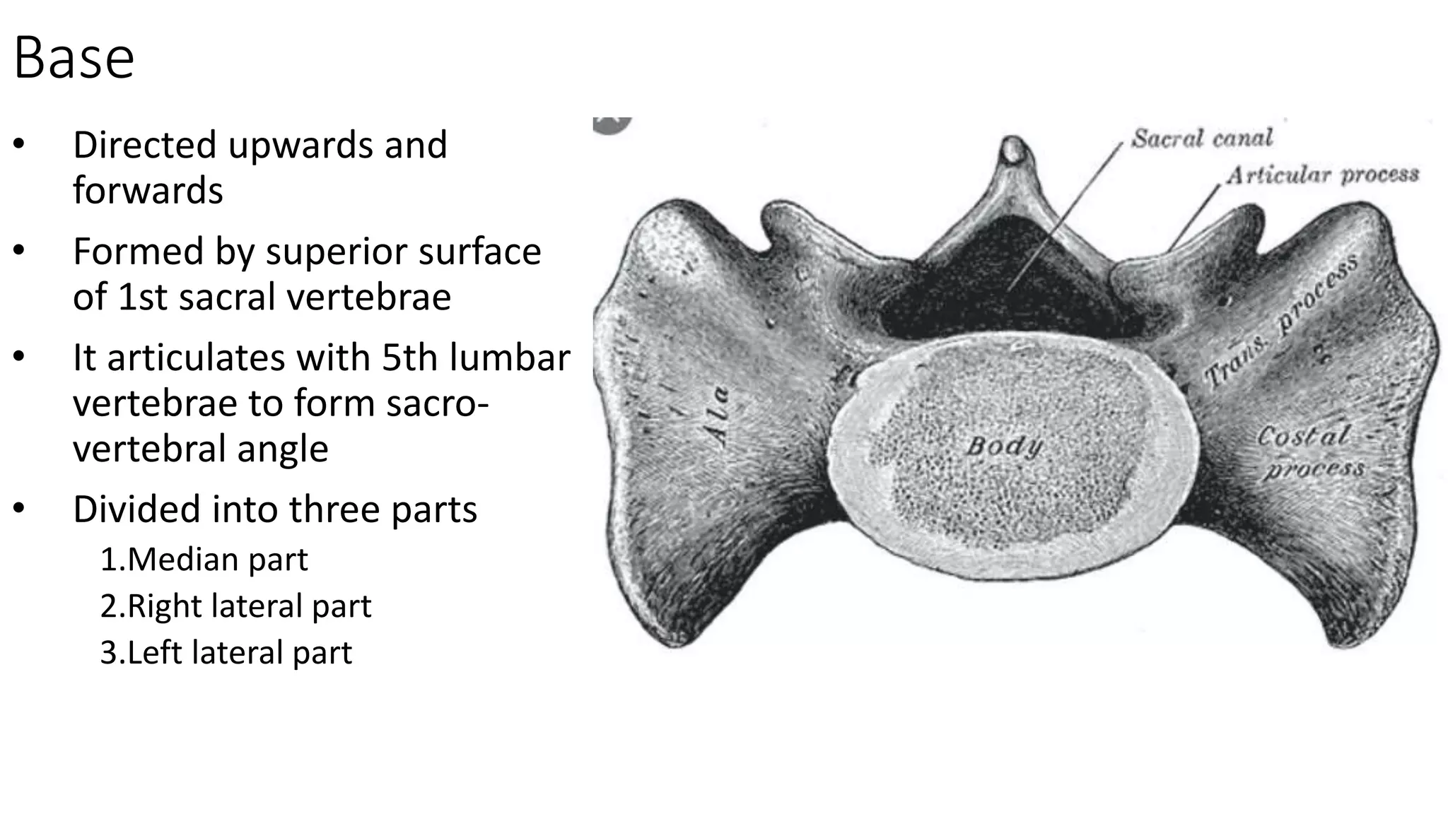 Sacrum | PPTX
