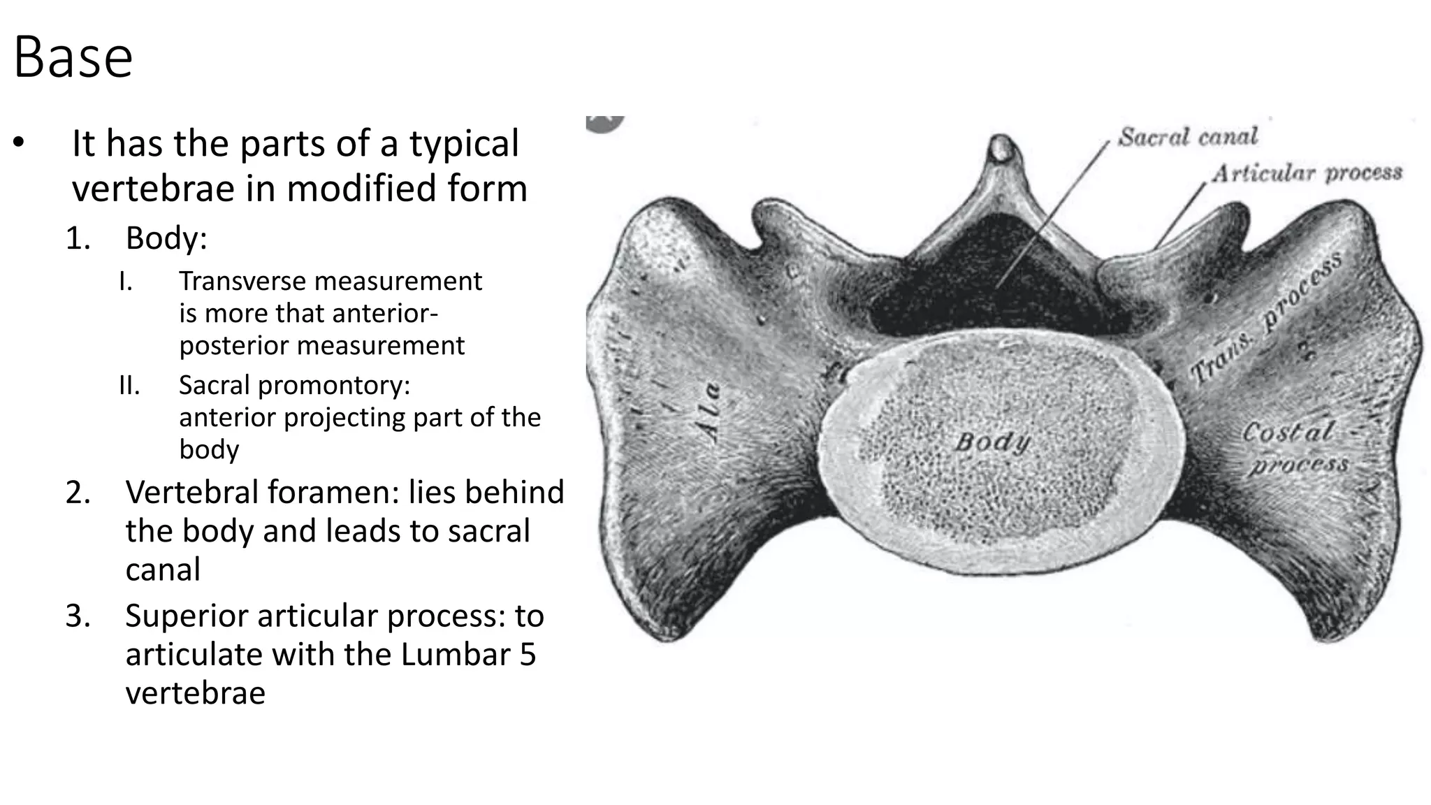 Sacrum | PPTX