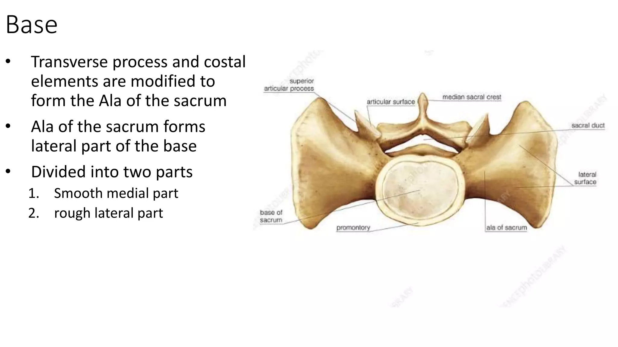 Sacrum | PPTX