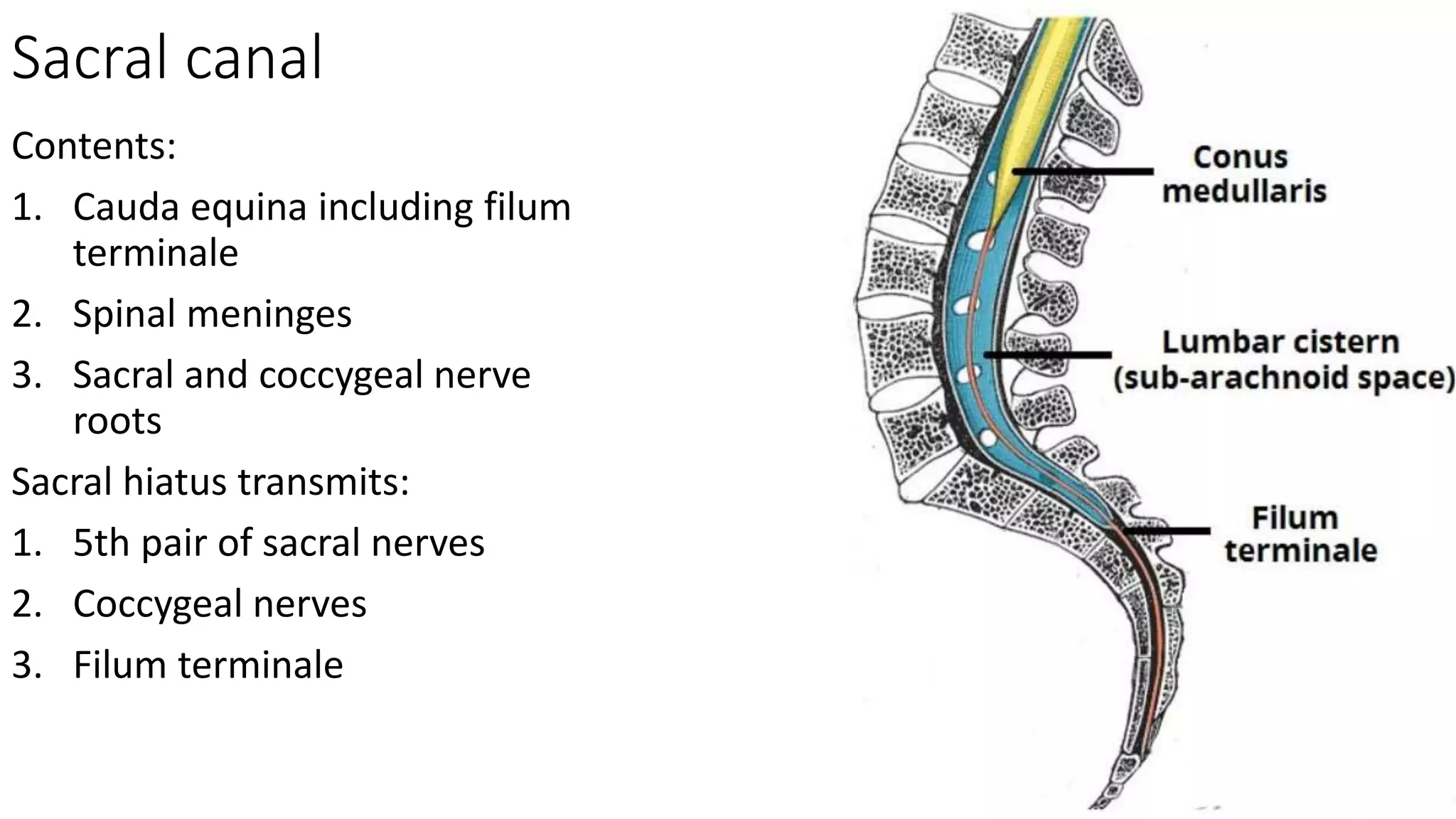 Sacrum | PPTX
