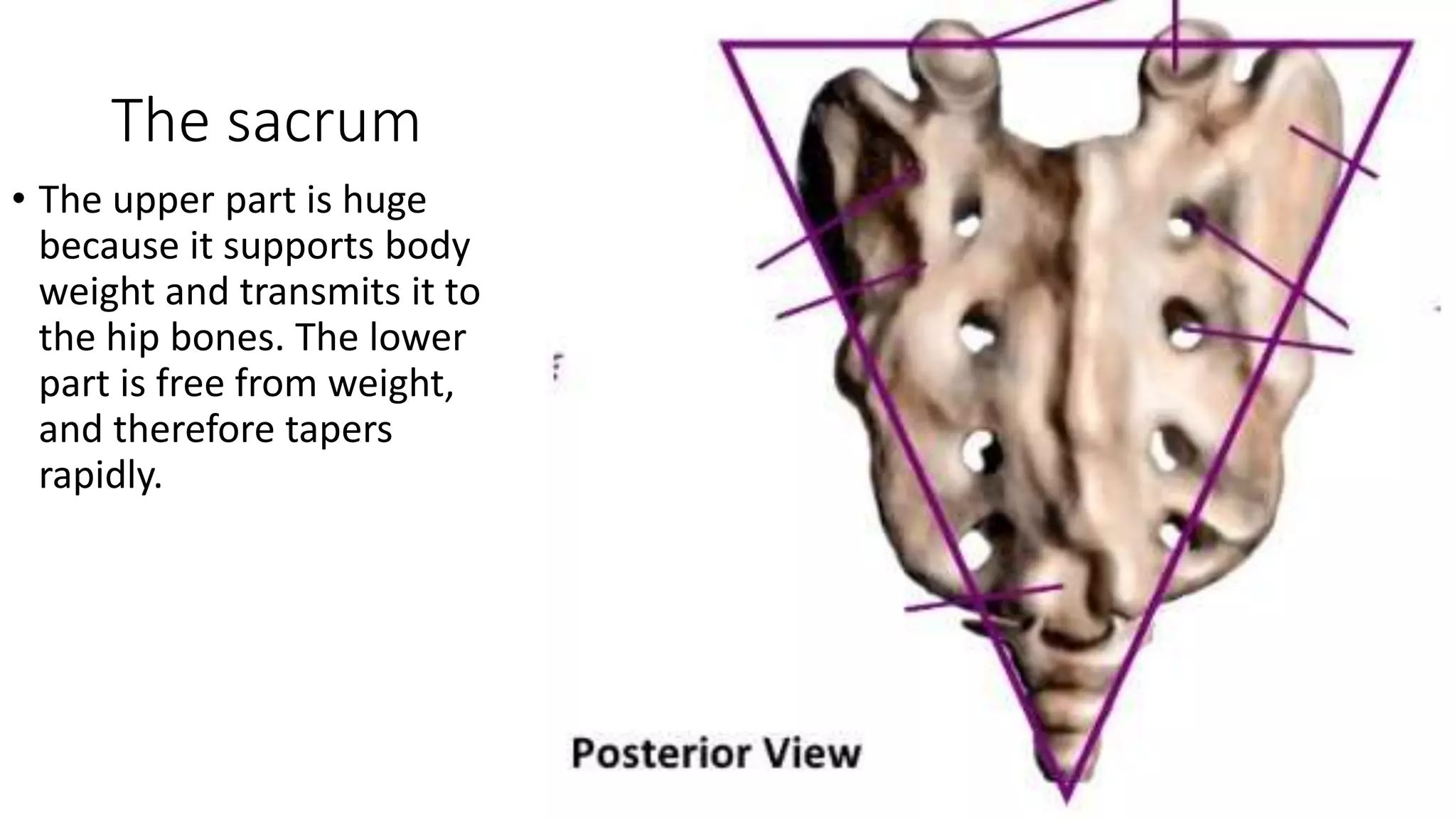 Sacrum | PPTX