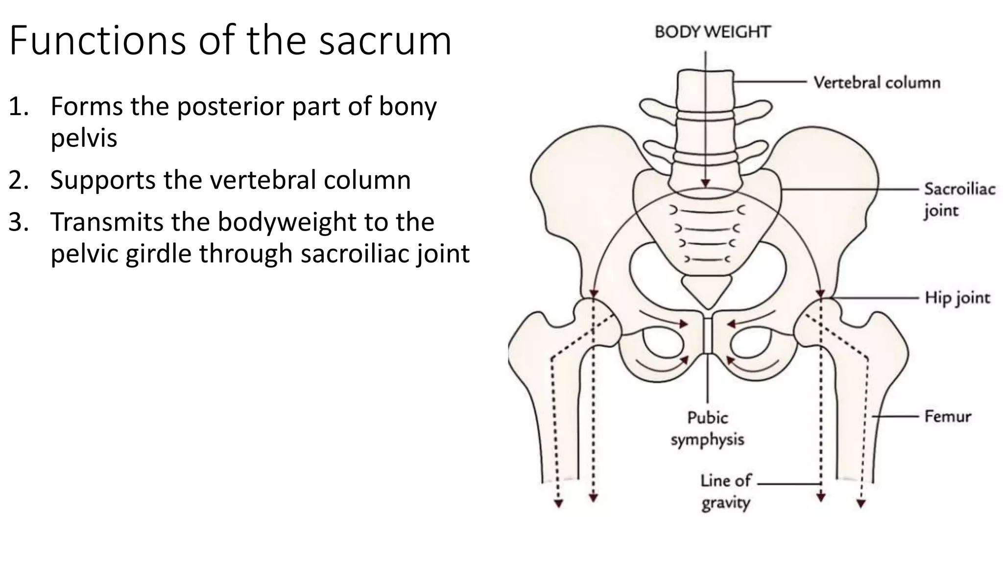Sacrum | PPTX