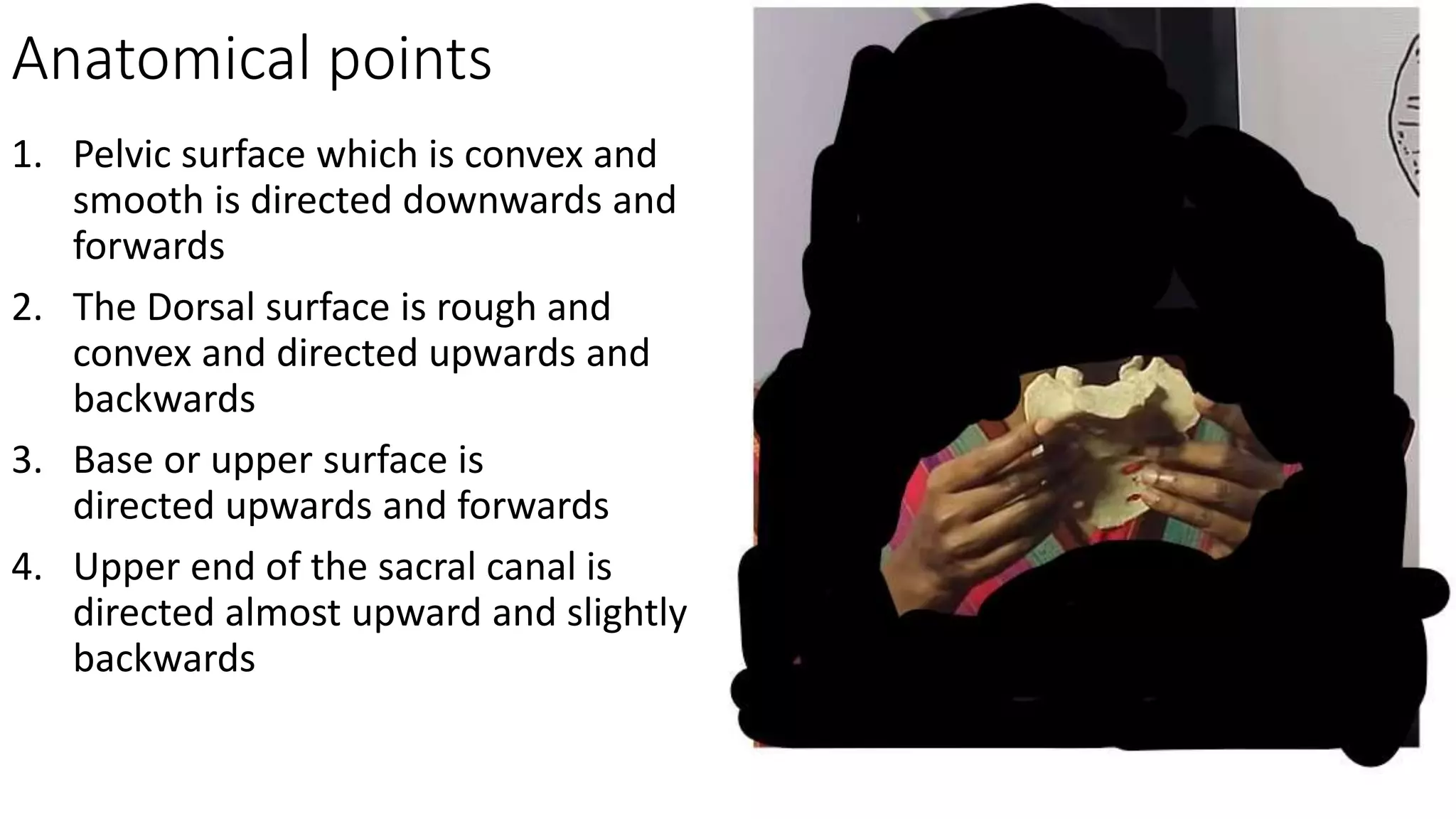Sacrum | PPTX