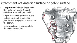 Sacrum | PPTX