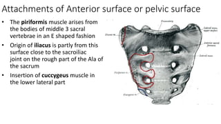 Sacrum | PPTX