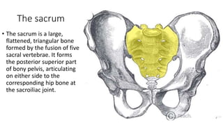 Sacrum | PPTX