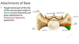 Sacrum | PPTX