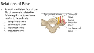Sacrum | PPTX