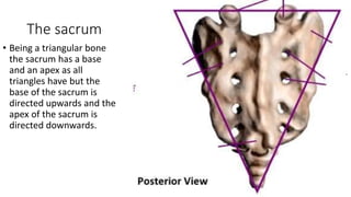 Sacrum | PPTX