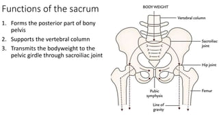 Sacrum | PPTX