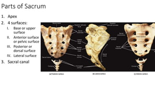 Sacrum | PPTX
