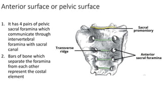 Transverse Lines Of Sacrum
