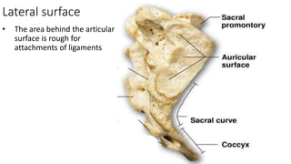 Sacrum To Ilium Articulating Surface