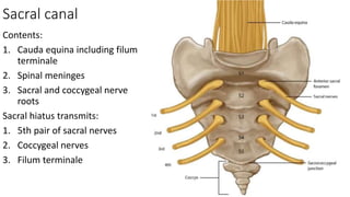 Sacral Canal Contents