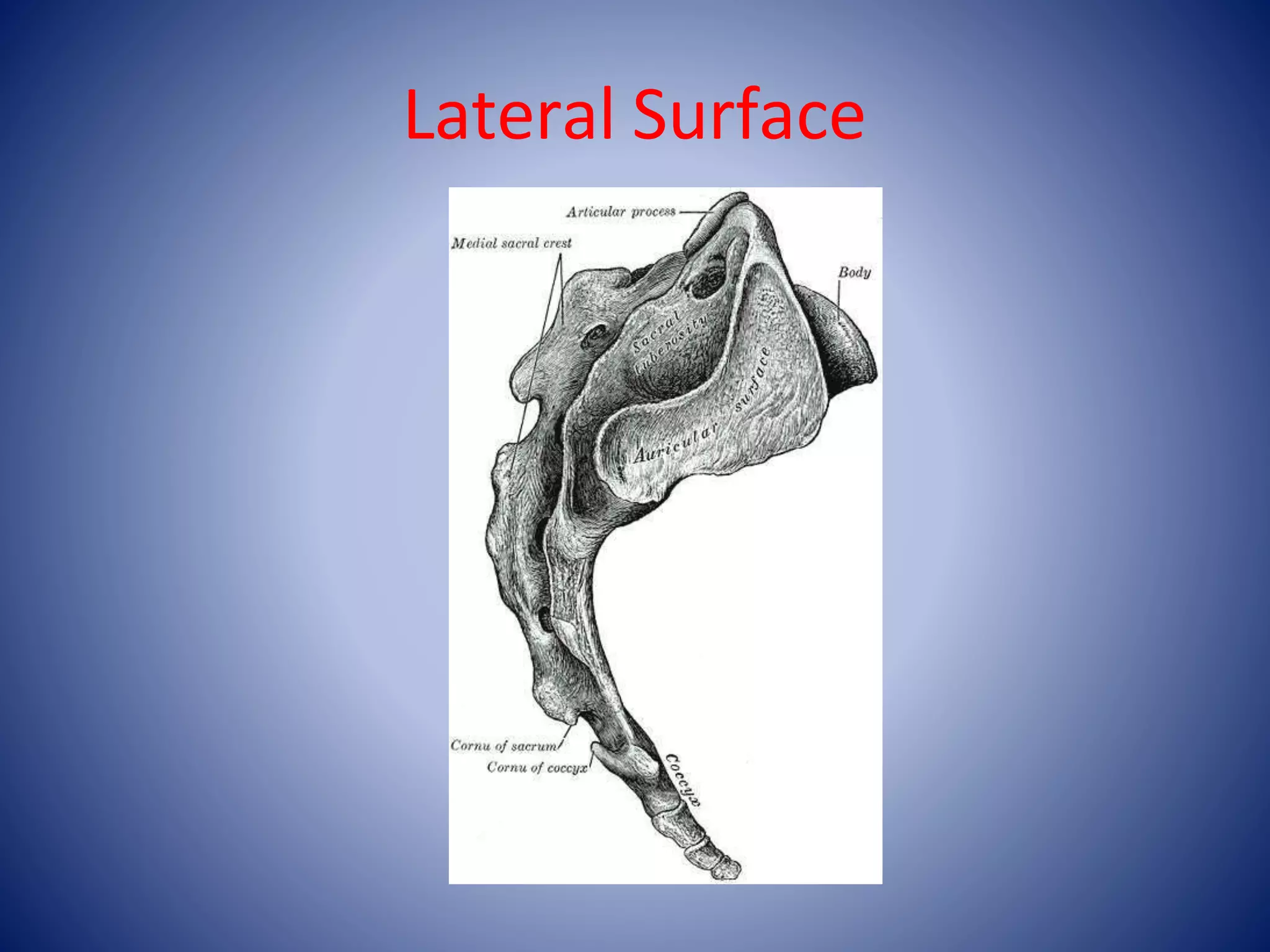 Sacrum | PPTX