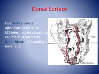 Sacrum | PPTX | Pregnancy | Reproductive Health