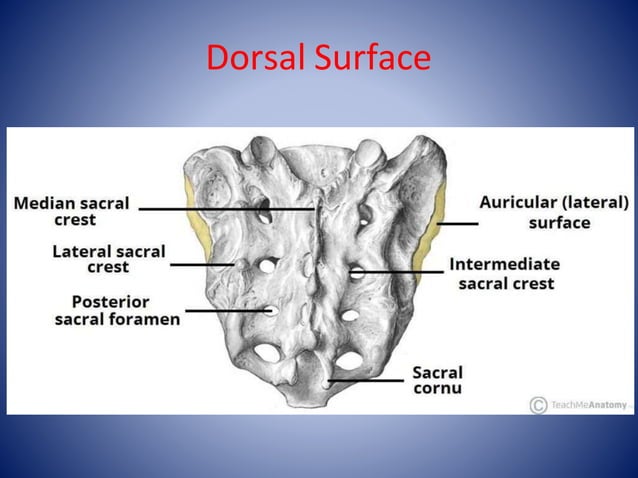 Sacrum | PPTX | Pregnancy | Reproductive Health