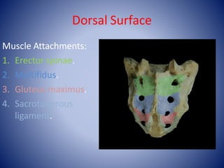 Sacrum | PPTX | Pregnancy | Reproductive Health