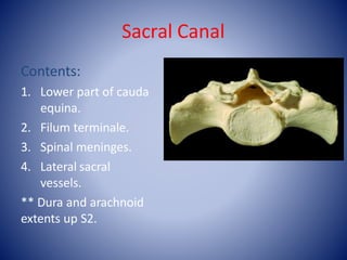 Sacrum | PPTX