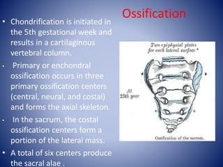 Sacrum | PPTX | Pregnancy | Reproductive Health