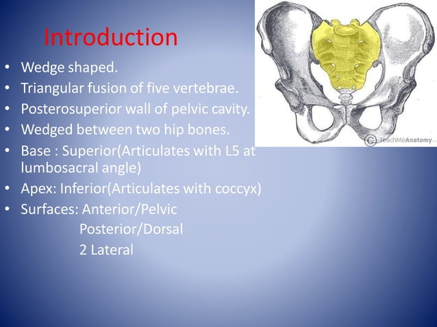 Sacrum | PPTX | Pregnancy | Reproductive Health