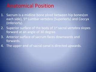 Sacrum | PPTX | Pregnancy | Reproductive Health