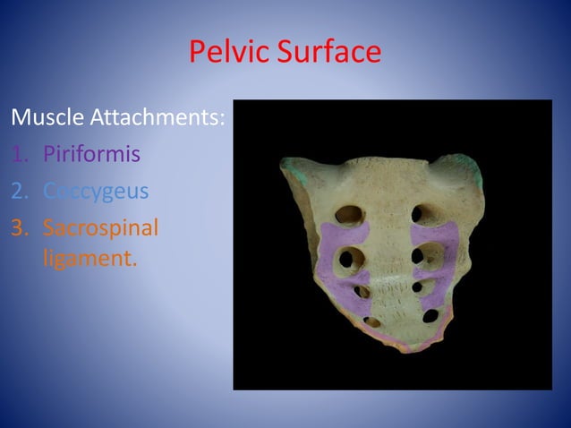 Sacrum | PPTX | Pregnancy | Reproductive Health