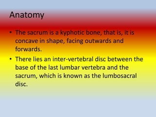 Sacrum | PPT
