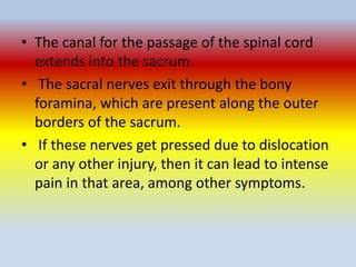 Sacrum | PPT