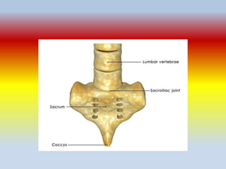 Sacrum | PPTX