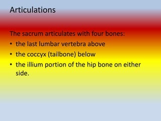 Sacrum | PPTX