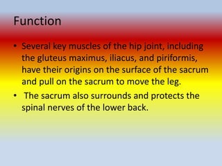 Sacrum | PPT