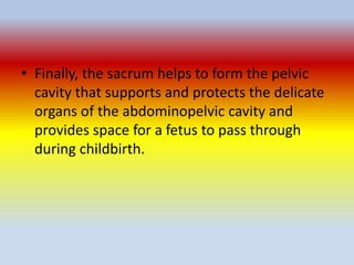 Sacrum | PPTX