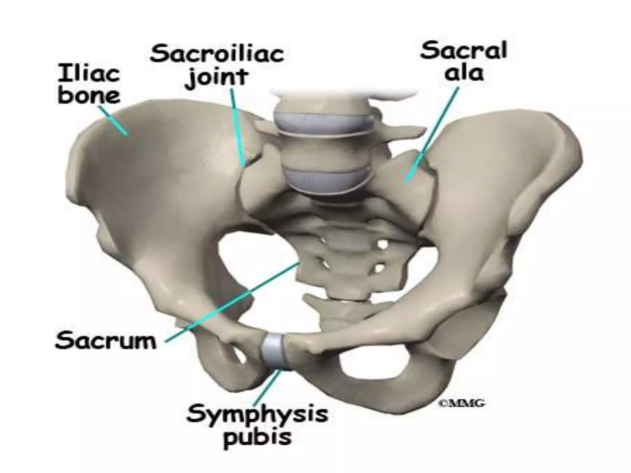 SACRUM ANATOMY.pptx