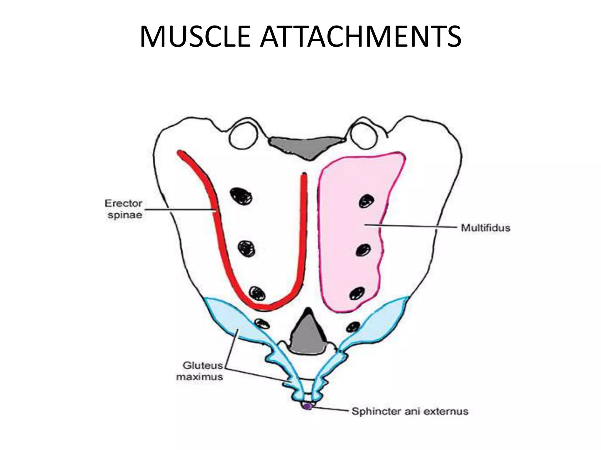 SACRUM ANATOMY.pptx