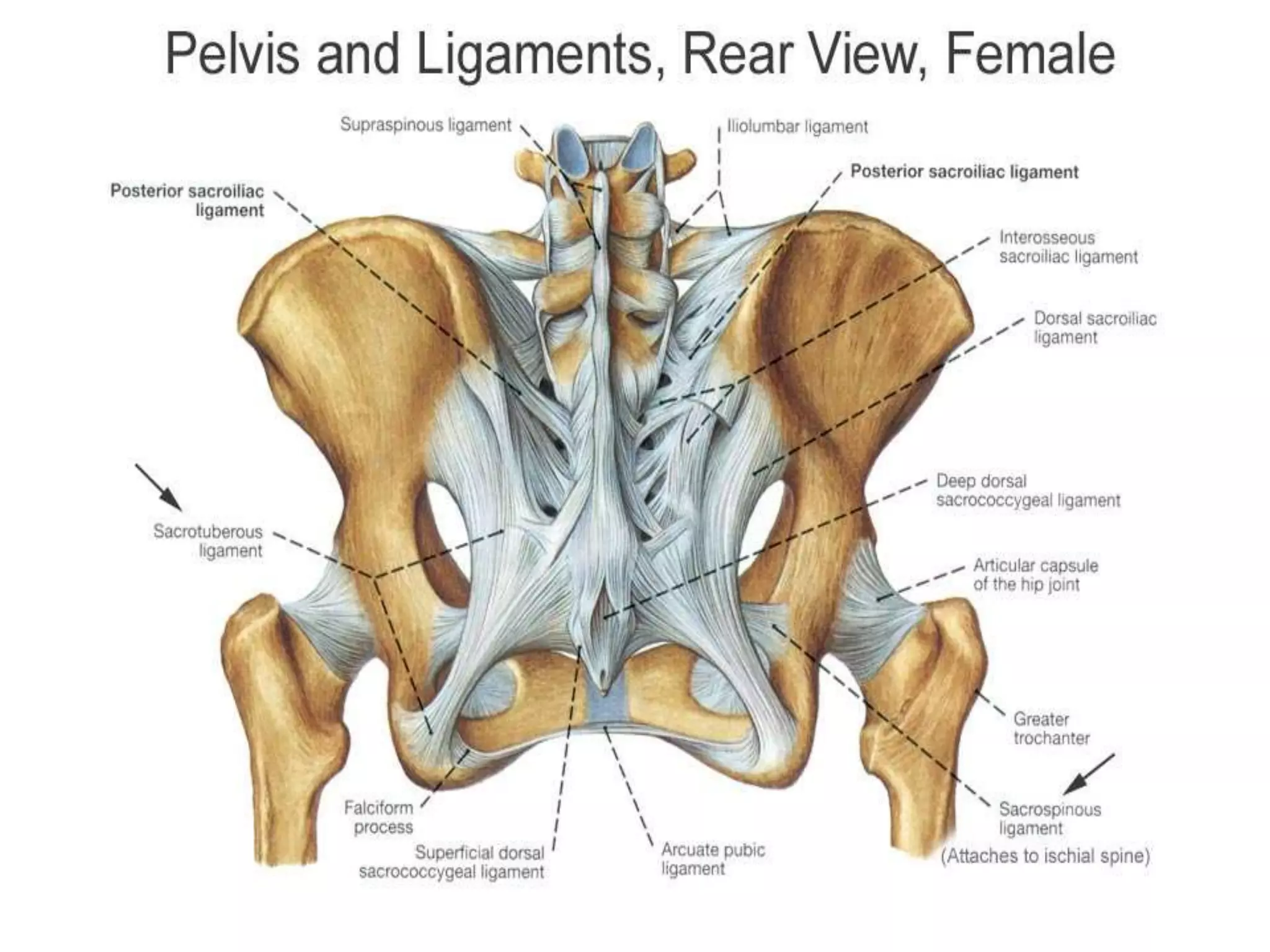 SACRUM ANATOMY.pptx