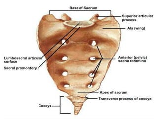 SACRUM ANATOMY.pptx