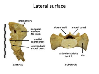 SACRUM ANATOMY.pptx