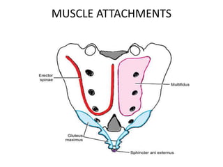SACRUM ANATOMY.pptx