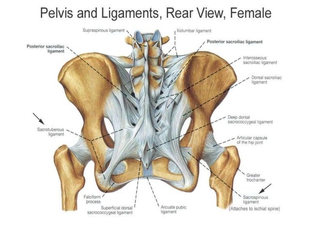 SACRUM ANATOMY.pptx | Death, Injury, or Military Conflict | Sensitive ...