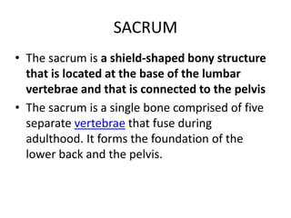 SACRUM ANATOMY.pptx