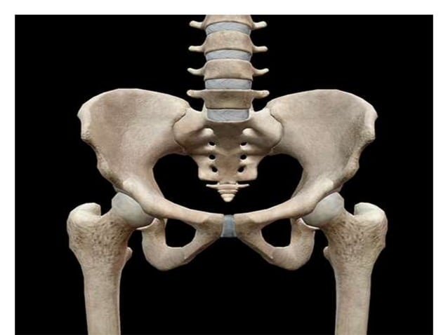 SACRUM ANATOMY.pptx | Death, Injury, or Military Conflict | Sensitive ...