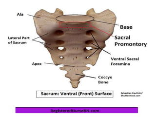 SACRUM ANATOMY.pptx