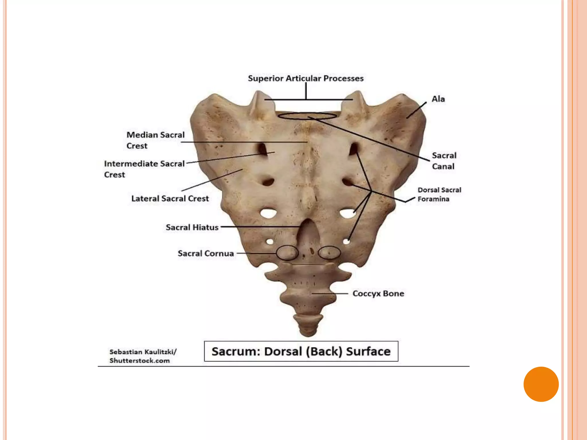 Sacrum ppt 2 | PPTX