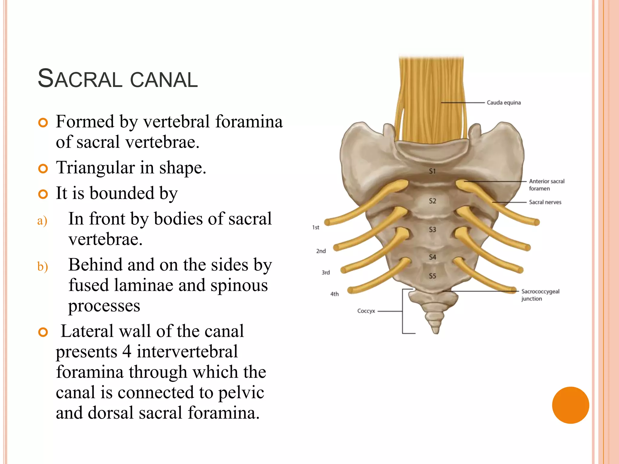 Sacrum ppt 2 | PPTX